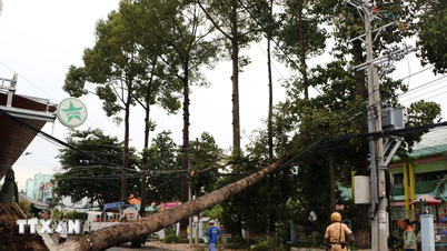 Dong Thap: Thunderstorms cause many trees to fall in Cao Lanh ward.